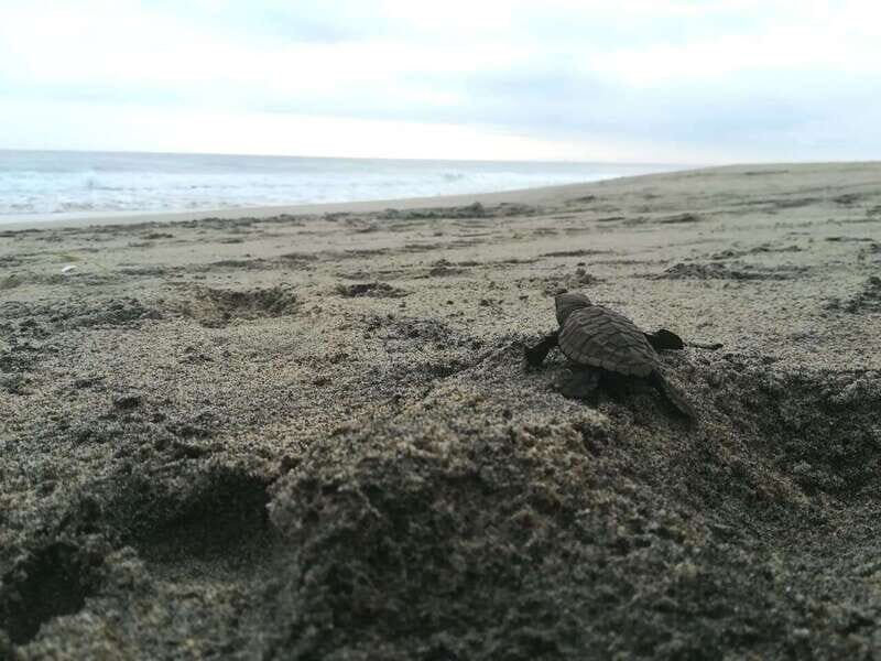 From Huatulco: Turtle Release & Bioluminescent Plankton - From Huatulco: Turtle Release & Bioluminescent Plankton — An Authentic Nature Experience