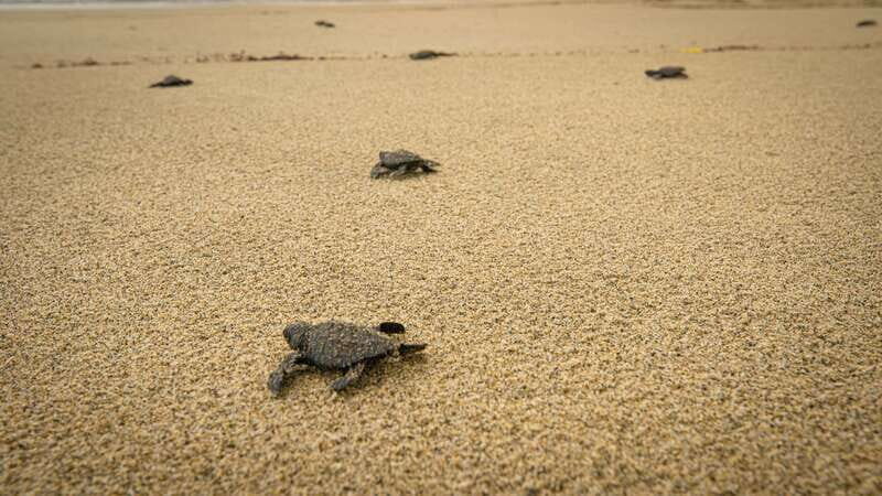 From Huatulco: Turtle Release & Bioluminescent Plankton - Key Points