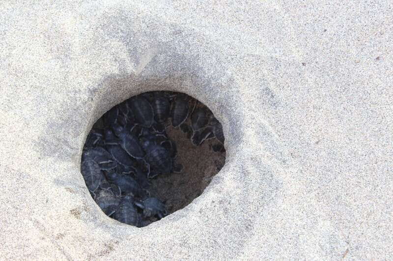 From Huatulco: Turtle Release & Bioluminescent Plankton - Authentic Experiences Highlighted by Travelers