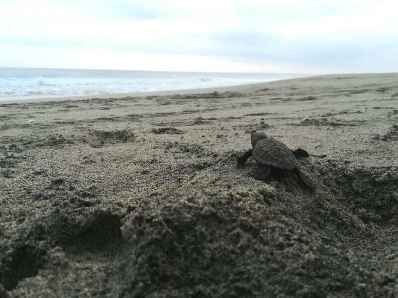 From Huatulco: Turtle Release & Bioluminescent Plankton - Who Should Consider This Tour?