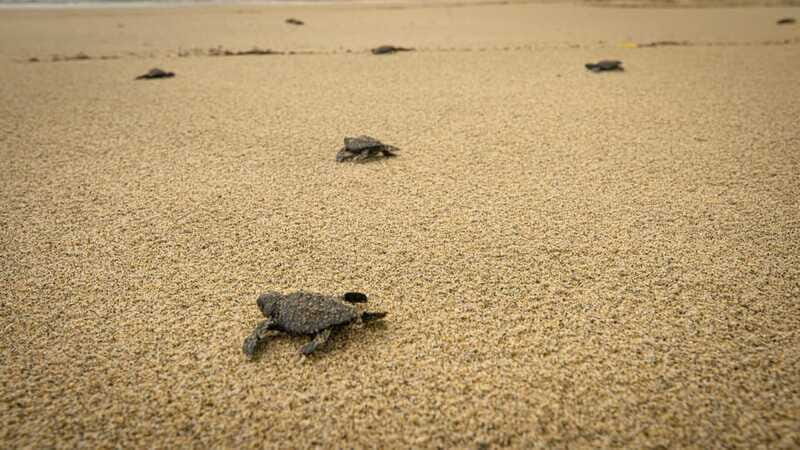 From Huatulco: Turtle Release & Bioluminescent Plankton - FAQ