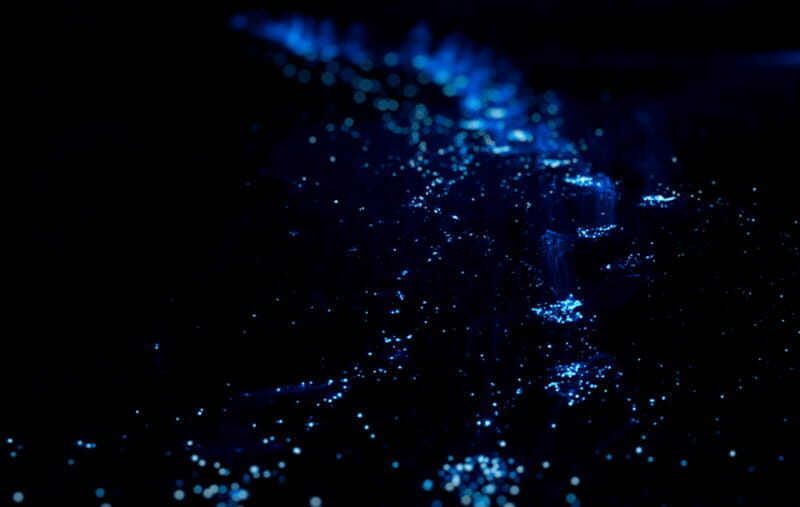 From Huatulco:Turtle Release and Bioluminescence Tour - The Sum Up — Is This Tour Worth It?