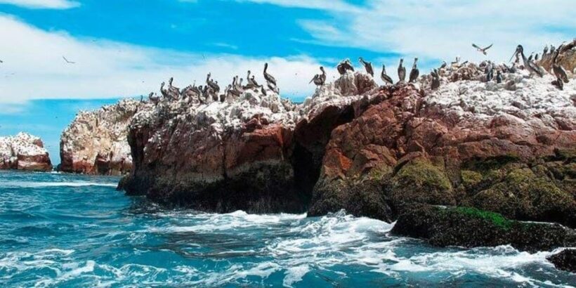 From Ica: Paracas Tour - Ballestas Islands - From Ica: Paracas Tour - Ballestas Islands Review