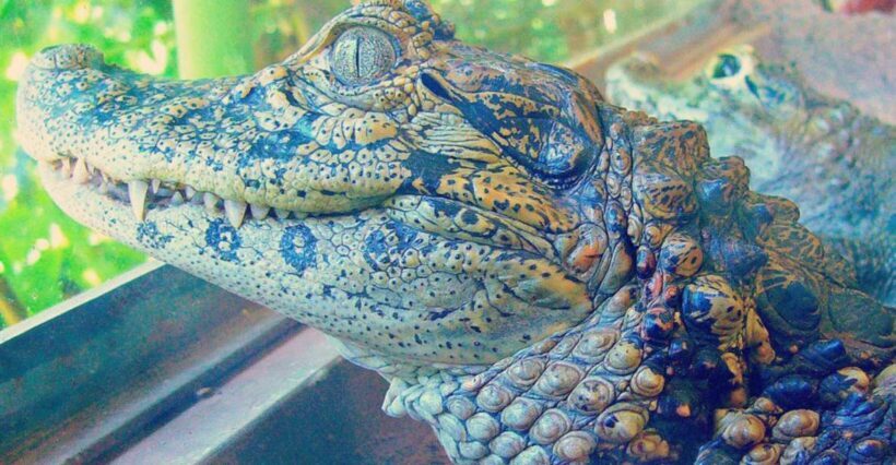 From Iguazú: Excursion to the Iguazú Biocenter - Key Points