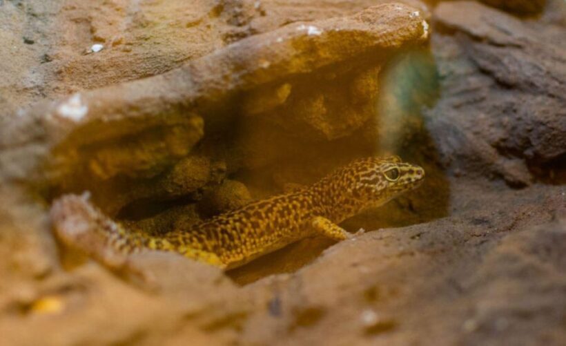 From Iguazú: Excursion to the Iguazú Biocenter - FAQs