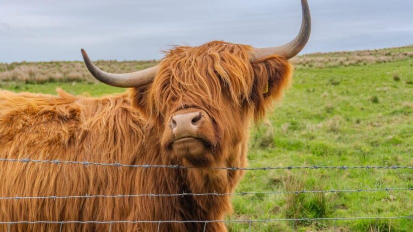 From Inverness: Cawdor Castle and Cairngorms National Park - An Overview of the Tour Experience