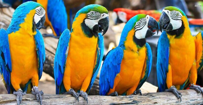 From Iquitos: 3-Day Amazon Jungle Adventure Trip - The Journey into the Heart of the Amazon