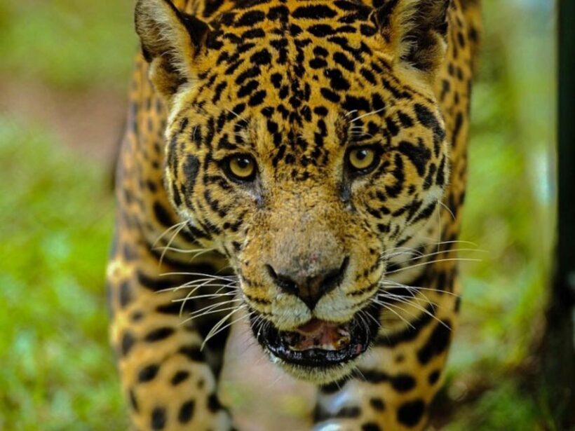 From Iquitos: Amazonas 4 Days 3 Nights - Key Points