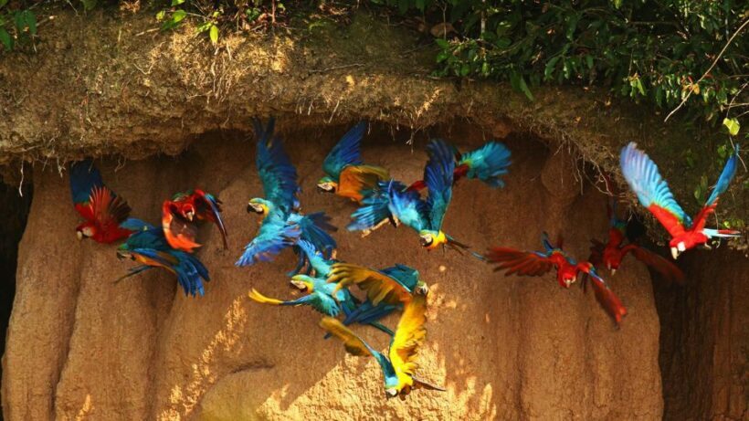 From Iquitos: Full day tour in the Peruvian jungle - FAQ