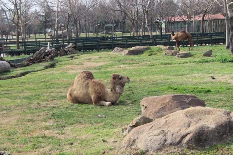 From Istanbul: Guided Day Trip to Sapanca and Masukiye - Who Should Consider This Tour?