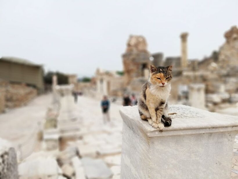 From Istanbul: Private Guided Day Trip to Ephesus with Lunch - Key Points