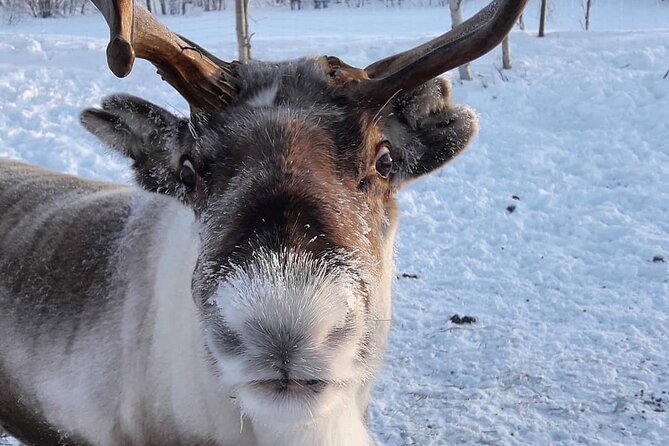From Ivalo: Ice Fishing Safari to Lake Inari, Reindeers & Lunch - Additional Highlights