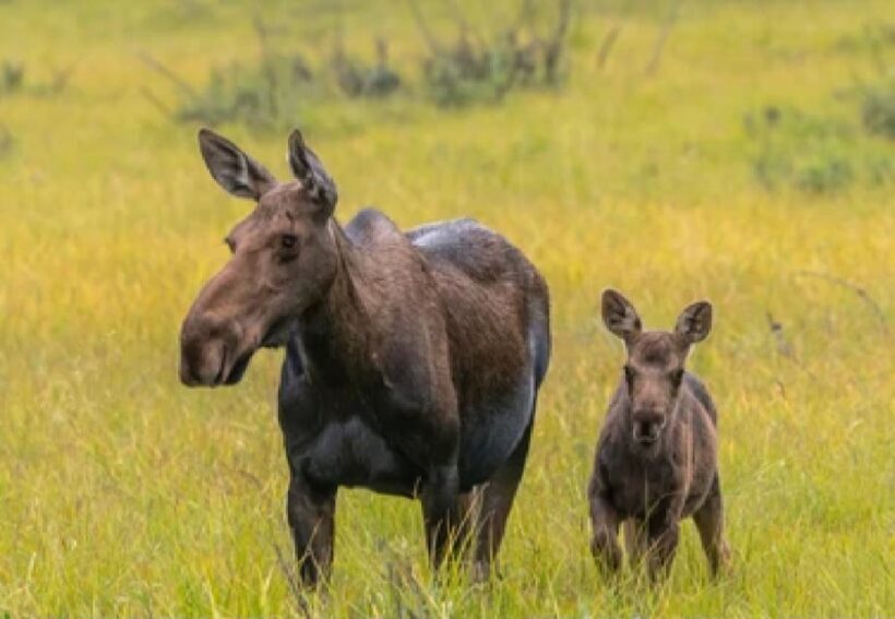 From Jackson: 2-Day Grand Teton and Yellowstone Tour - Practical Details: Transport, Group Size, and Value