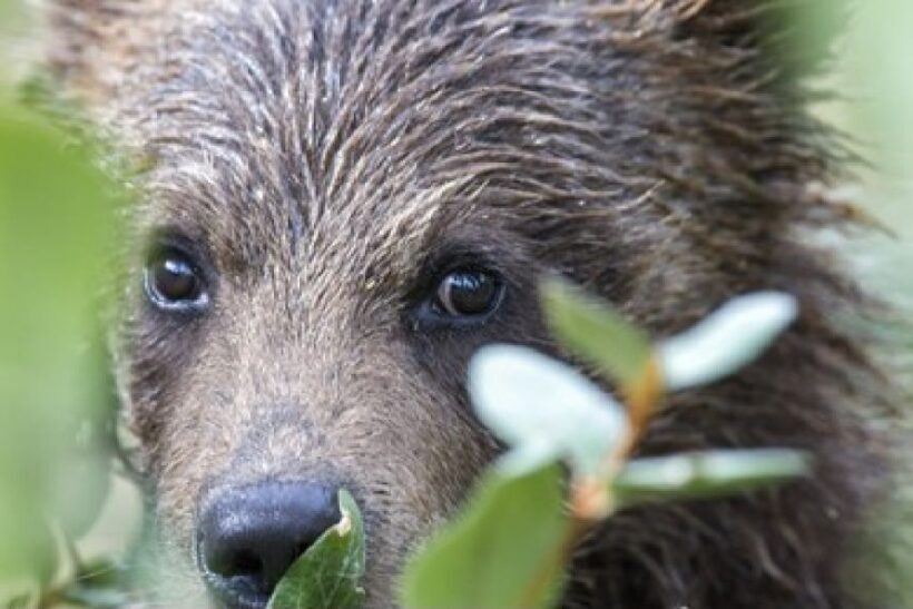 From Jackson: 2-Day Grand Teton and Yellowstone Tour - The Sum Up: A Well-Rounded Yellowstone and Grand Teton Experience