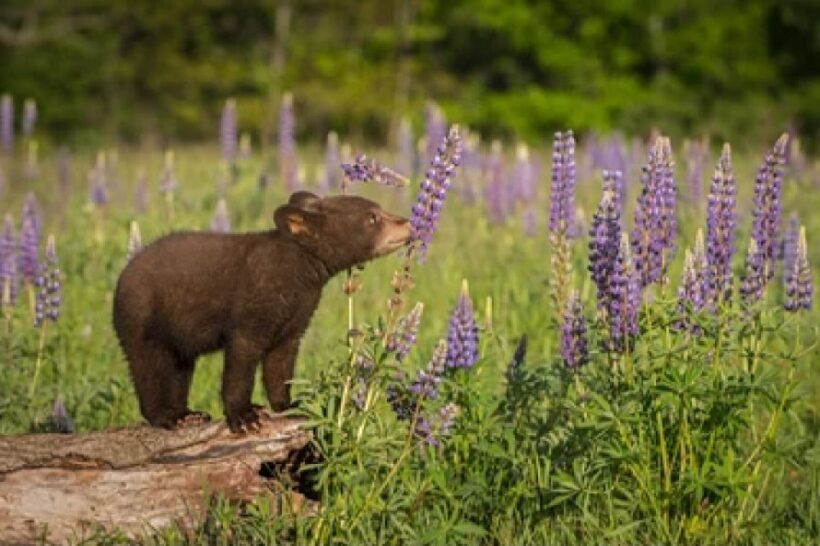 From Jackson: 2-Day Grand Teton and Yellowstone Tour - FAQ