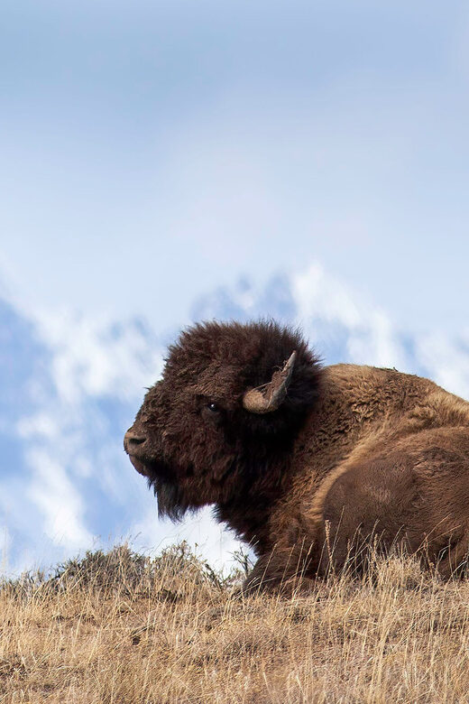From Jackson: Grand Teton Sunset and Sightseeing Tour - From Jackson: Grand Teton Sunset and Sightseeing Tour — An In-Depth Review