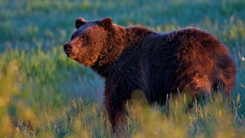 From Jackson: Grand Teton Sunset and Sightseeing Tour - Who Should Consider This Tour?
