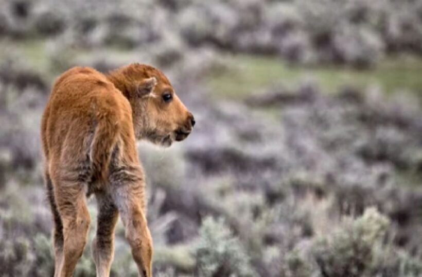 From Jackson: Grand Teton Wildlife & Scenery Tour with Lunch - Discovering Grand Teton: What to Expect