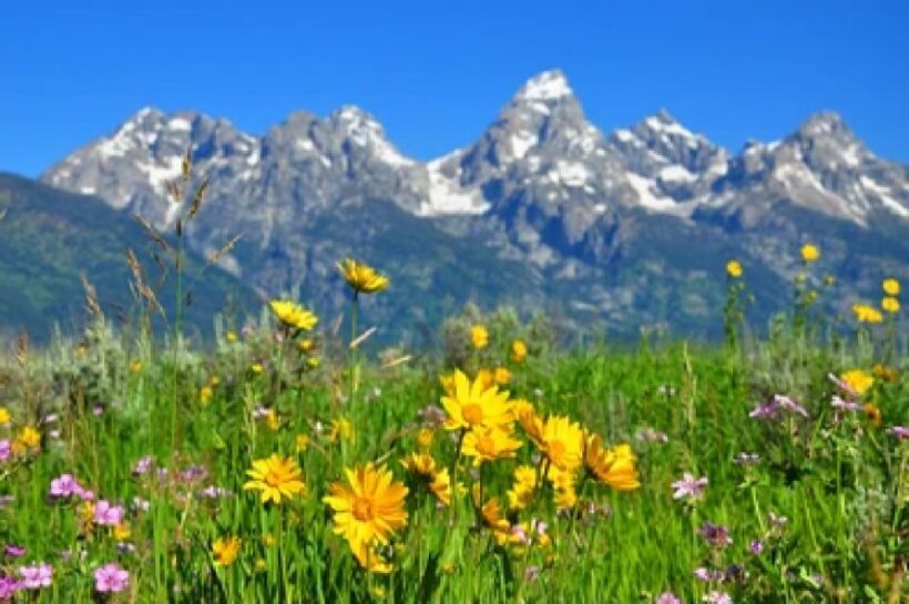 From Jackson: Grand Teton Wildlife & Scenery Tour with Lunch - FAQ