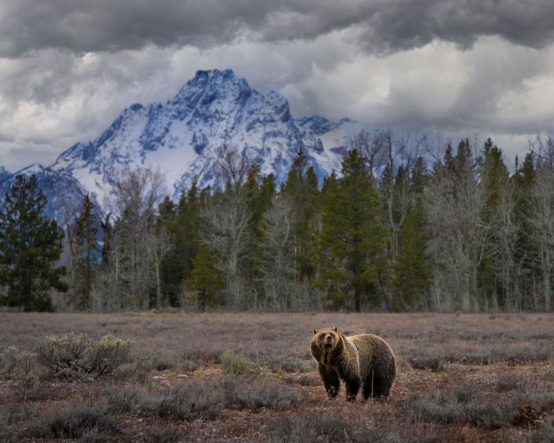 From Jackson: Grand Teton Wildlife & Scenery Tour with Lunch - The Value Proposition: Is It Worth It?