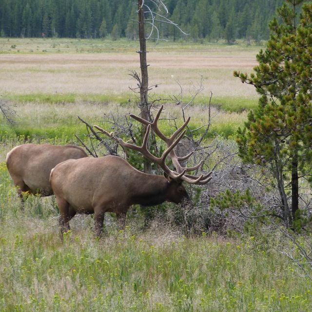 From Jackson: Half-Day Grand Teton National Park Tour - What to Expect and What to Bring