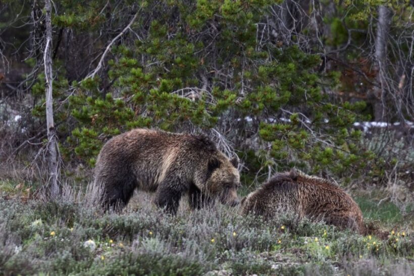 From Jackson: Half-Day Grand Teton National Park Tour - Authentic Experiences from Travelers