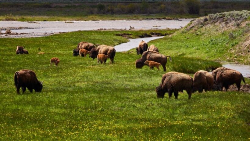 From Jackson: Half-Day Grand Teton National Park Tour - FAQs