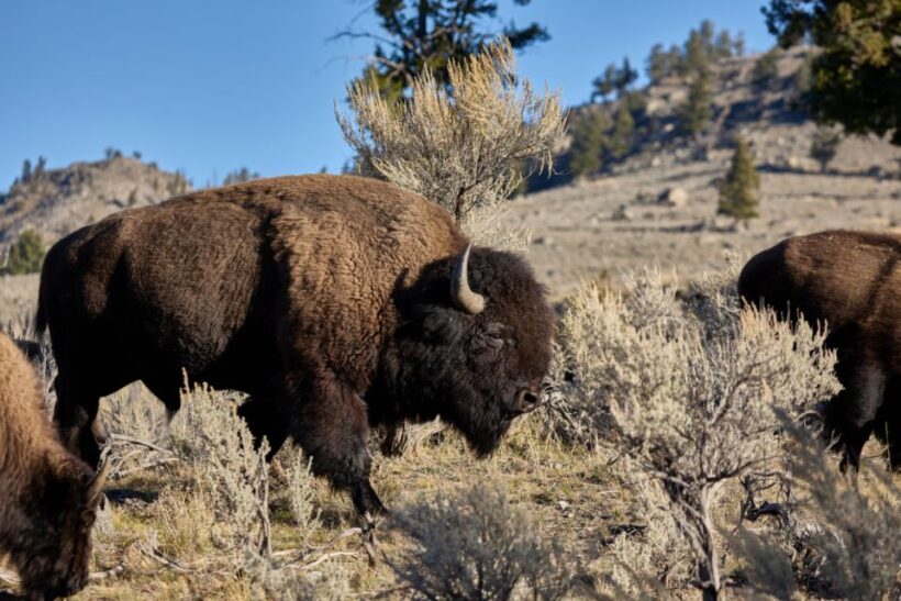From Jackson: Half-Day Grand Teton National Park Tour - In Closing