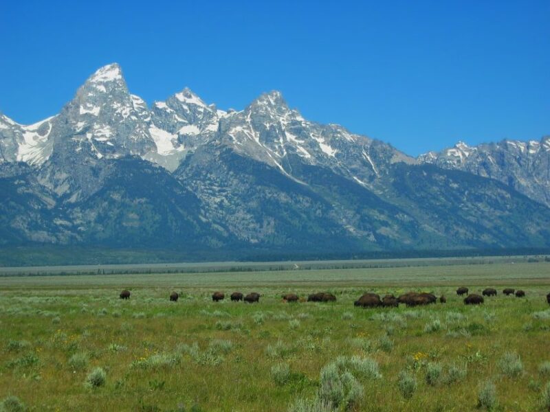 From Jackson: Half-Day Grand Teton National Park Tour - Wrapping Up: Who Should Consider This Tour?