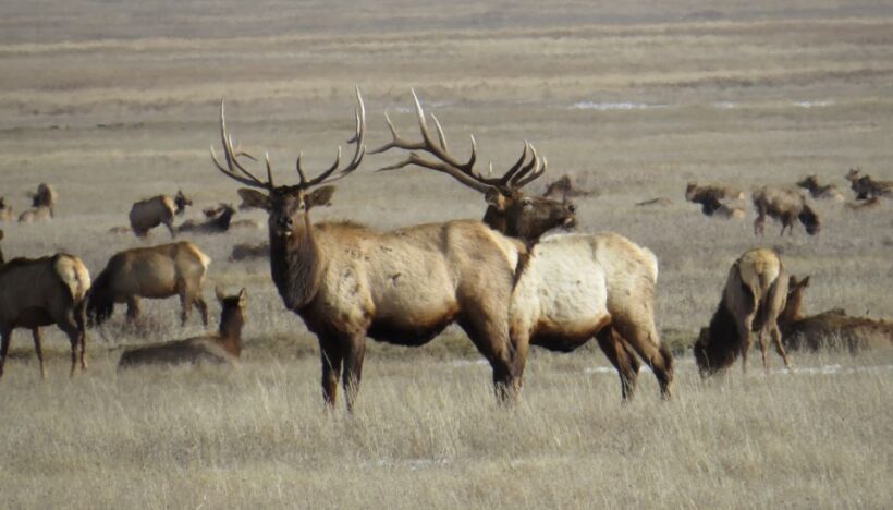 From Jackson Hole: Grand Teton National Park Sunrise Tour - Pricing and Value