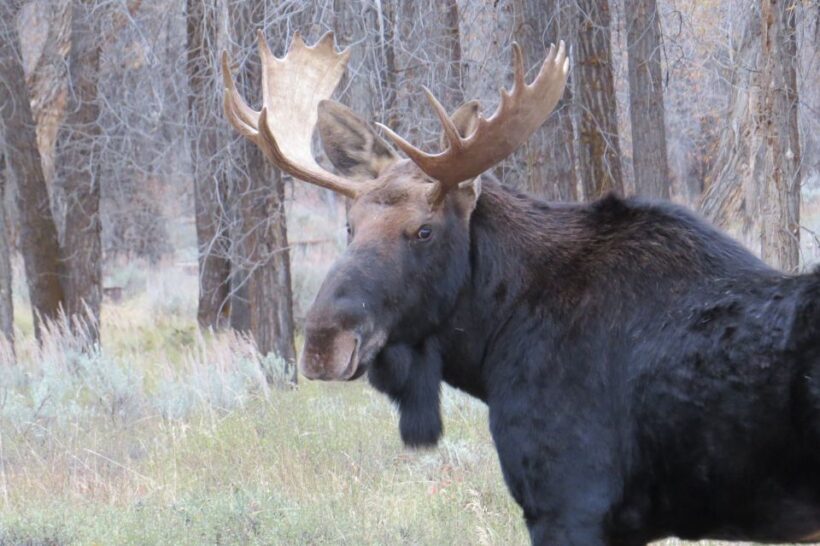 From Jackson Hole: Grand Teton National Park Sunrise Tour - Weather and Practicalities