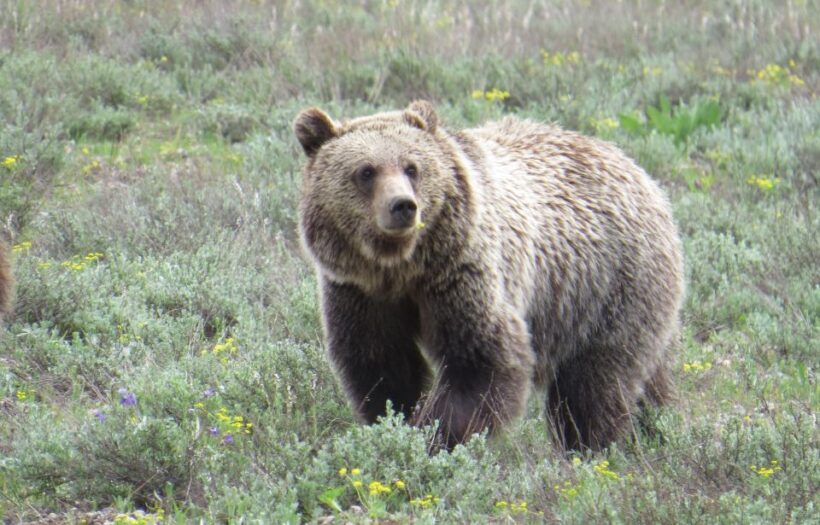 From Jackson Hole: Grand Teton National Park Sunrise Tour - Final thoughts