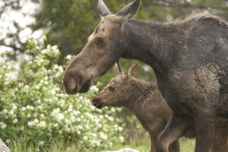 From Jackson Hole: Grand Teton National Park Sunrise Tour - Wildlife and Photography Opportunities