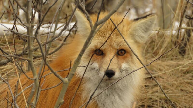 From Jackson Hole: Grand Teton National Park Sunrise Tour - Value & Cost Analysis