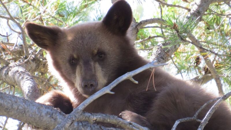 From Jackson Hole: Grand Teton National Park Sunrise Tour - Who Will Love This Tour?