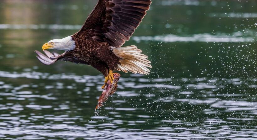 From Jackson Hole: Snake River Float with Scenic Teton Views - FAQ