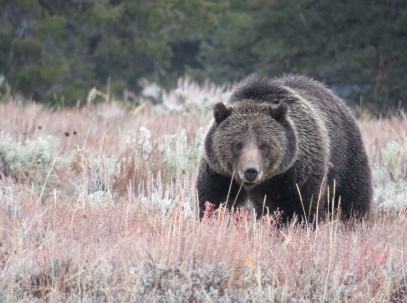 From Jackson: Yellowstone Day Tour Including Entrance Fee - Final Thoughts
