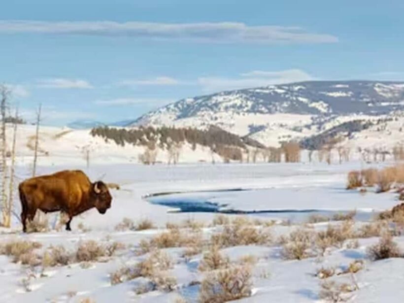 From Jackson: Yellowstone Grand Canyon Snowmobile Tour - Key Points
