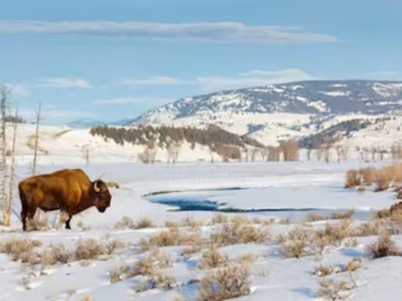 From Jackson: Yellowstone Grand Canyon Snowmobile Tour - The Sum Up
