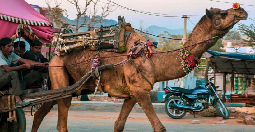 From Jaipur : Ajmer Pushkar Private Tour by Cab with Guide - The Itinerary: What to Expect on This Full-Day Tour