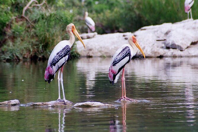 From Jaipur: Bird Safari and Agra sightseeing All-Inclusive - Key Points
