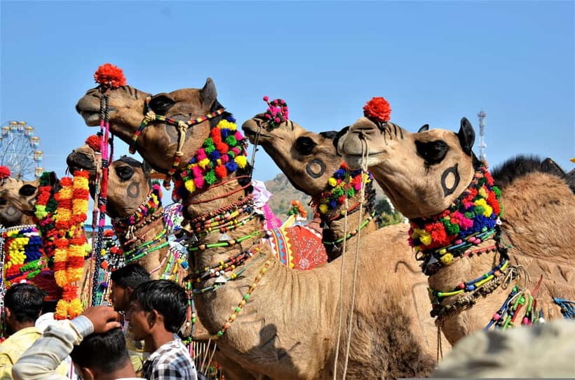 From Jaipur: One-Day Trip From Jaipur to Pushkar - FAQ