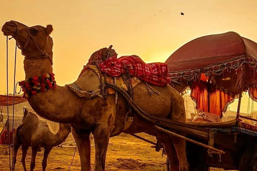 From Jaipur : Private Ajmer Pushkar Tour by Cab - Authentic Experiences and Practical Tips