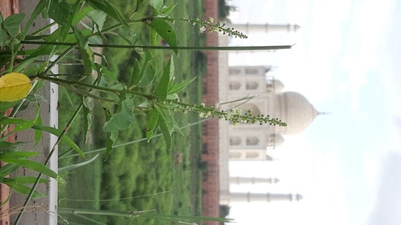 From Jaipur: Private Taj Mahal Sunrise & Agra Fort Tour - FAQ