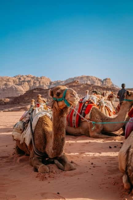 From Jaipur: Pushkar and Ajmer Private Day Trip - Overview of the Experience