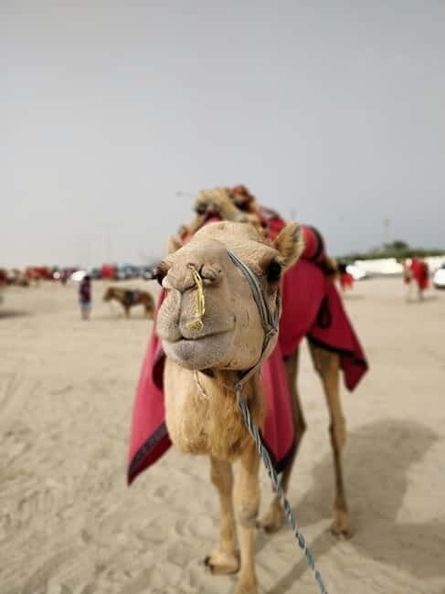 From Jaipur: Pushkar and Ajmer Private Day Trip - FAQ