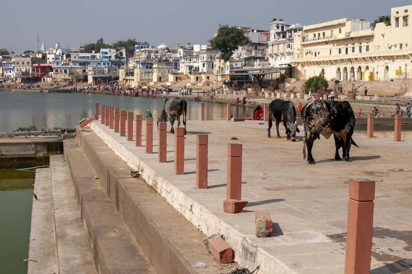 From Jaipur: Pushkar to Jodhpur Guided Tour - Transportation and Timing
