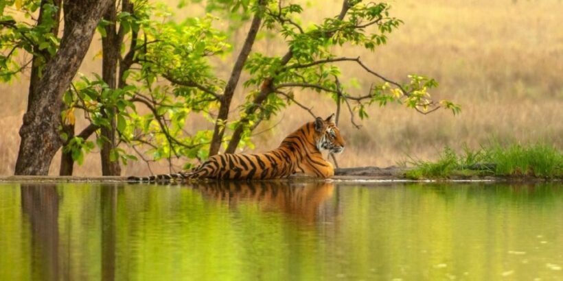 From Jaipur: Same Day Ranthambore excursion - Key Points