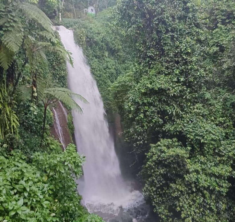 From Jakarta: Bogor Botanical Garden, Ricefield, & Waterfall - Practical Details and Value