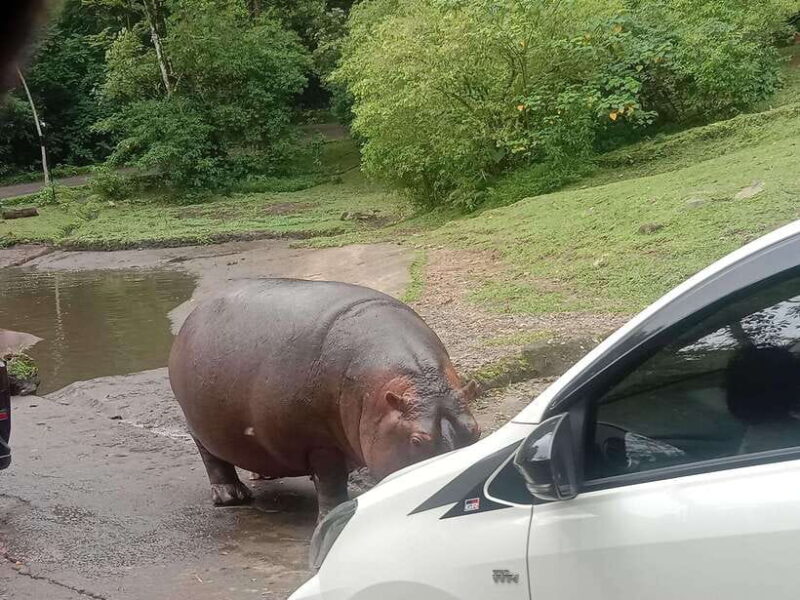 From Jakarta: Private Taman Safari Day Tour - What Makes Taman Safari Worth Visiting?